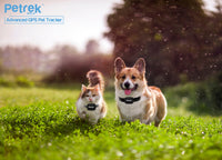 GPS Pet Trackers New Zealand & Australia